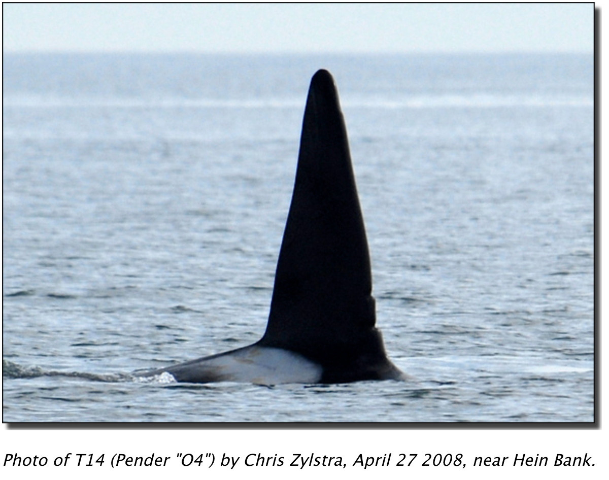 Bigg’s/Transient orcas — Orca Network
