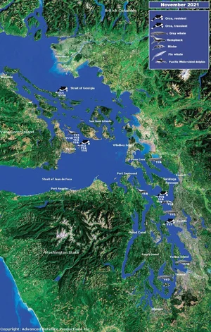 Recent Sightings — Orca Network