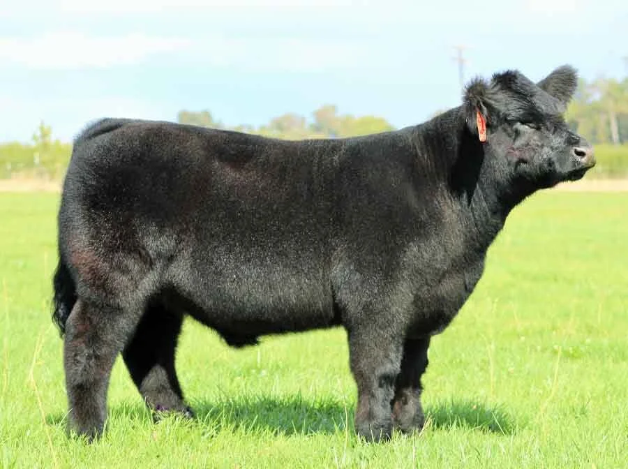 Irwin Cattle, LLC