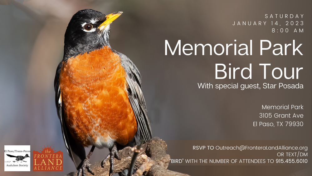 Memorial Park Bird Tour — The Frontera Land Alliance