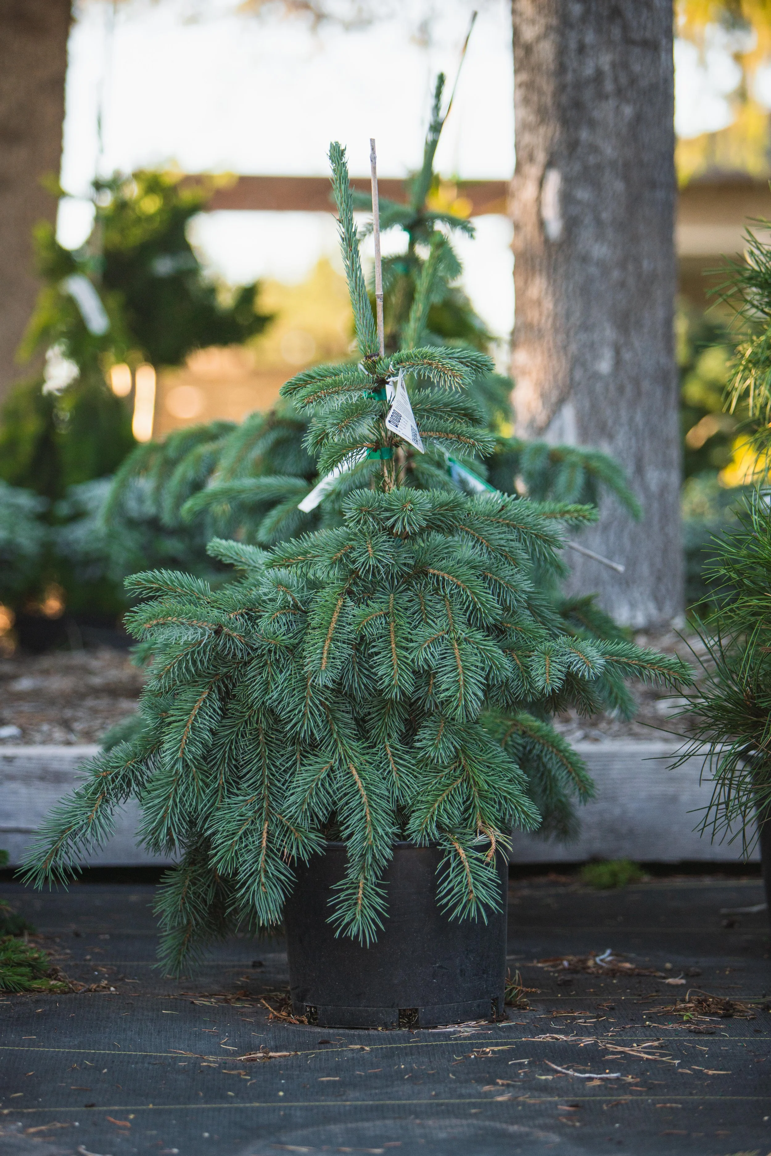 Iseli Collection — Schilling's Garden Market