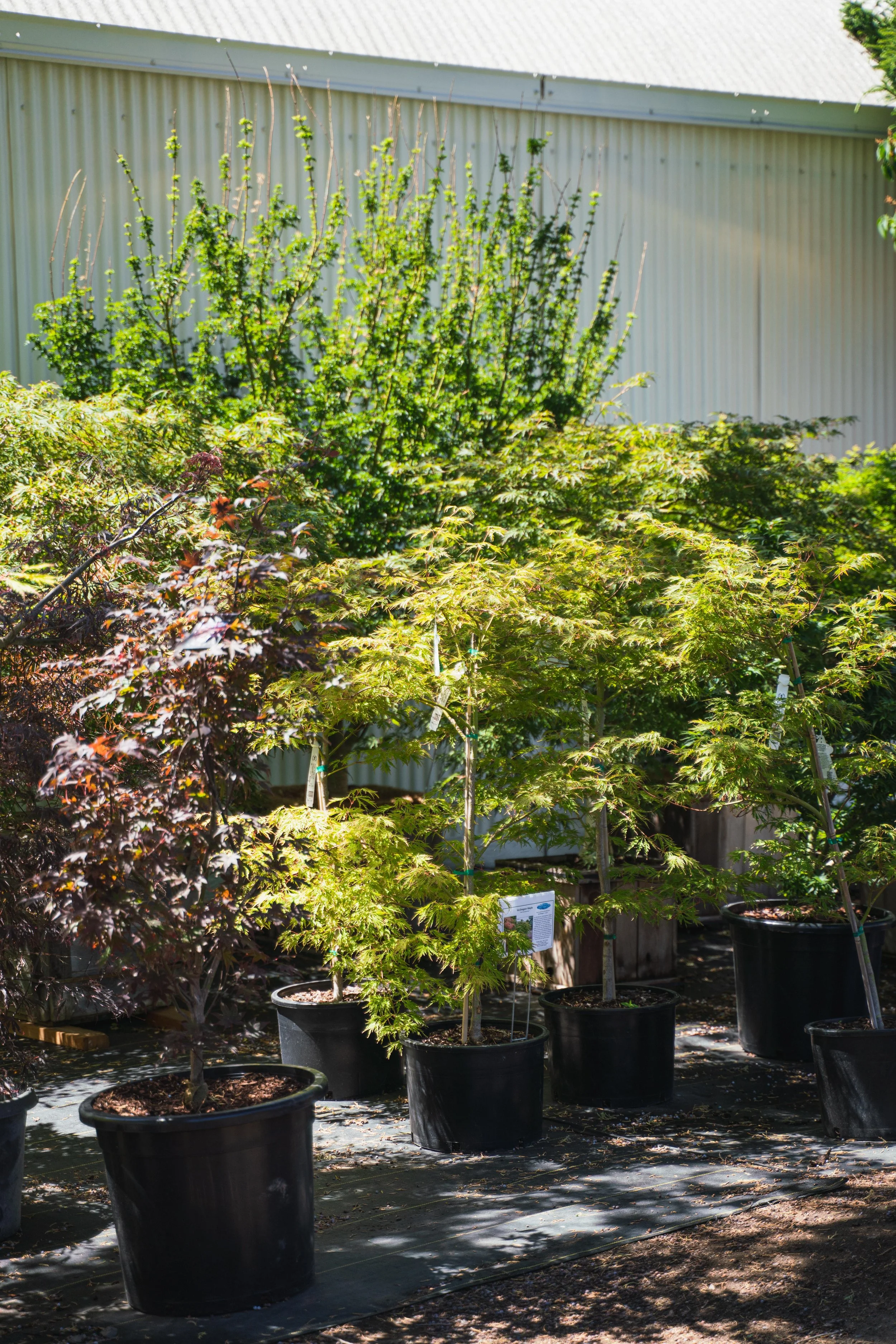 Iseli Collection — Schilling's Garden Market