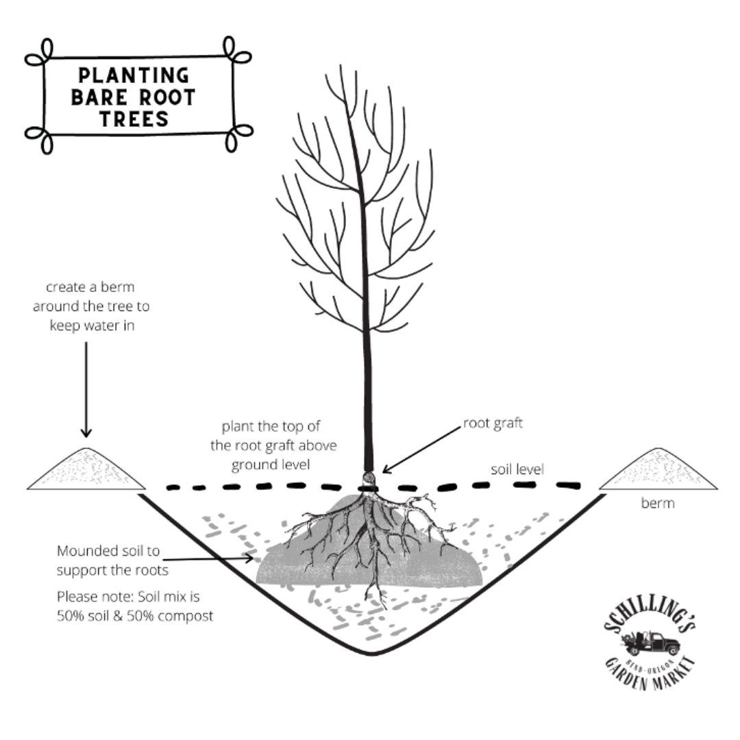 Bare Root Tree Into | Discover & Plant Today — Schilling's Garden Market