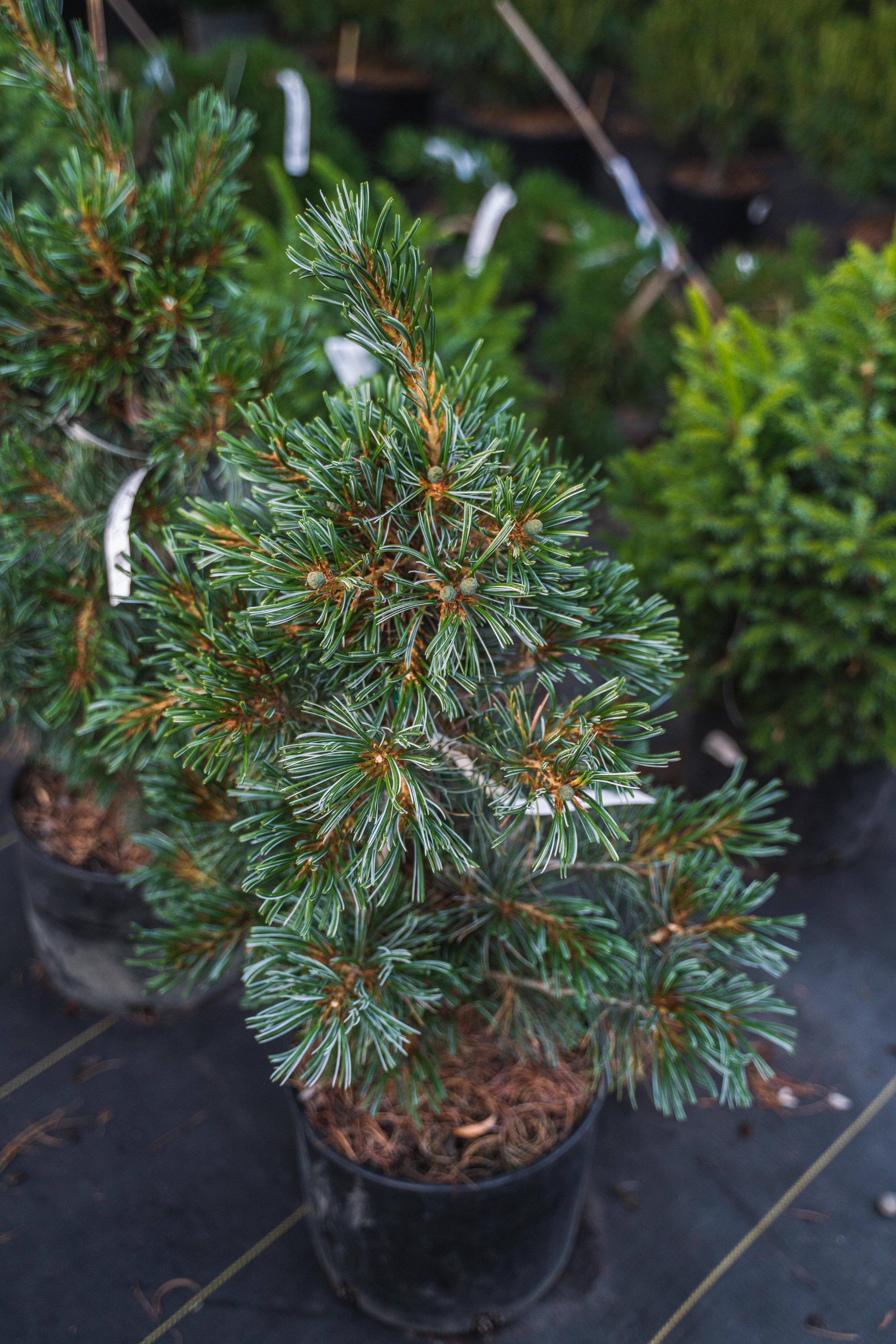 Iseli Collection — Schilling's Garden Market