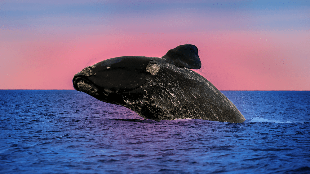 Save Right Whales
