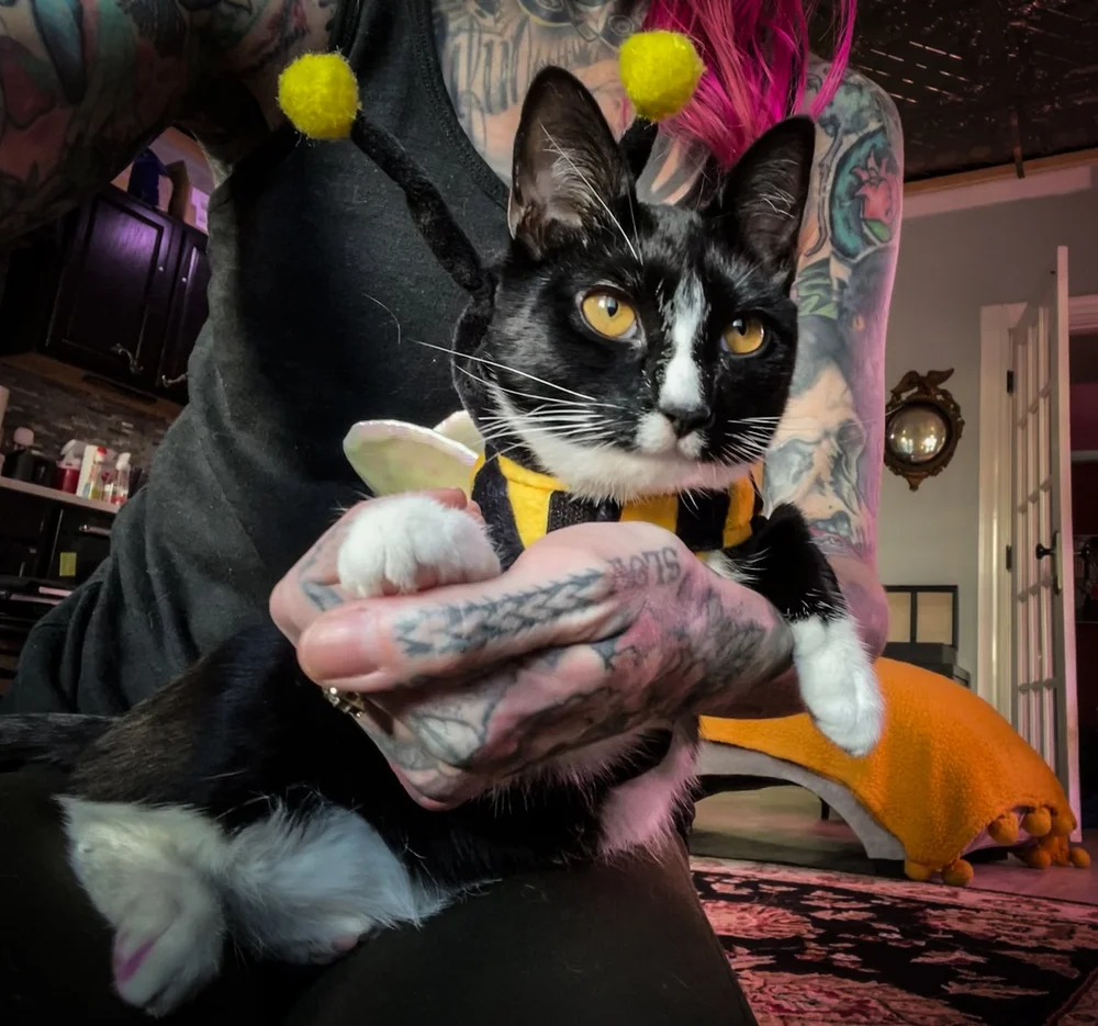 Meet Lil Kim — Lucky Cats Rescue