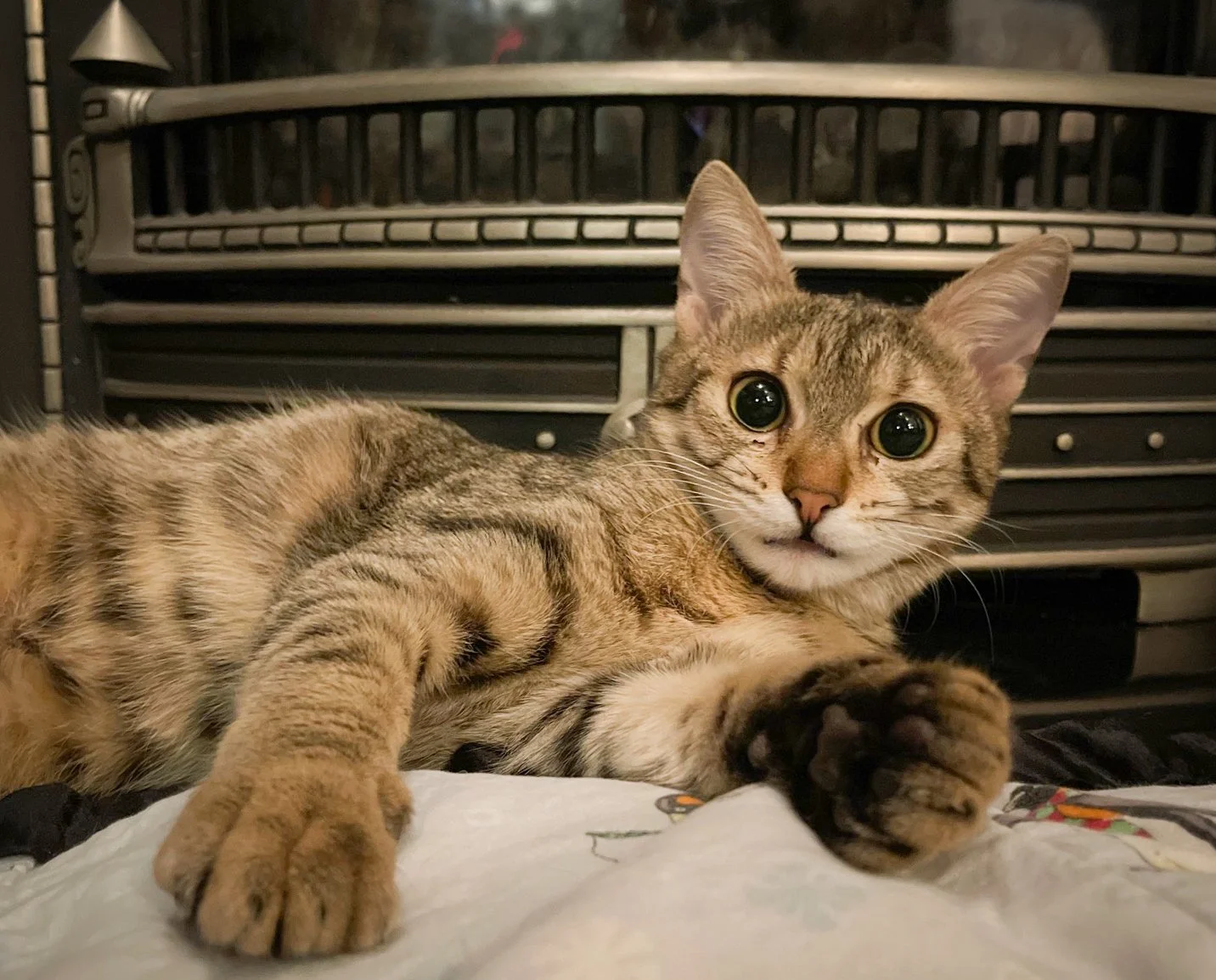 Sanctuary Cats — Lucky Cats Rescue