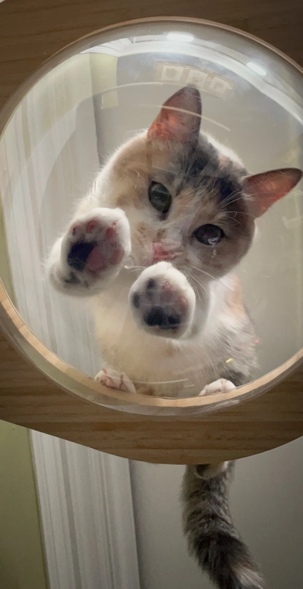Meet Claire — Lucky Cats Rescue