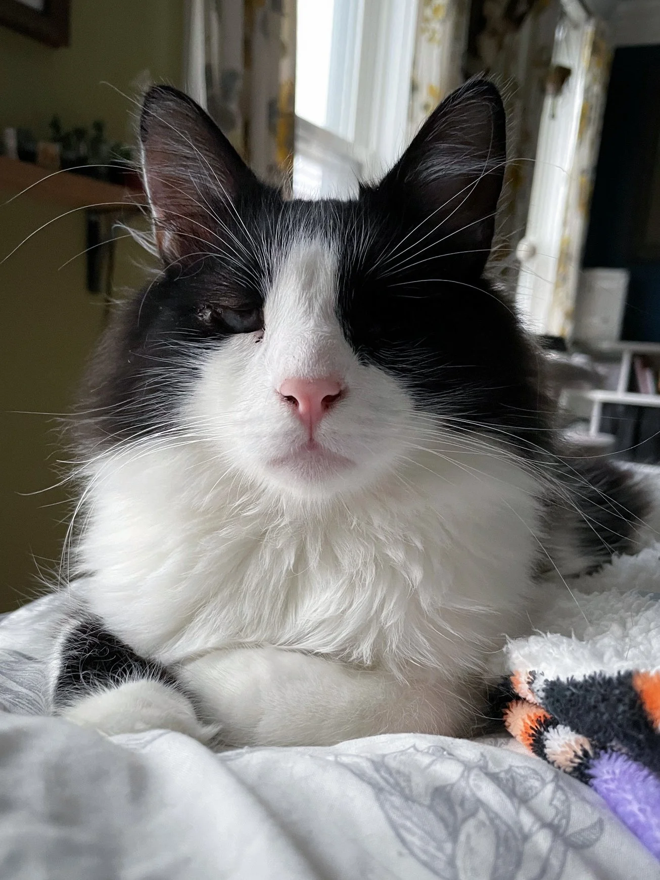Meet Cheese — Lucky Cats Rescue