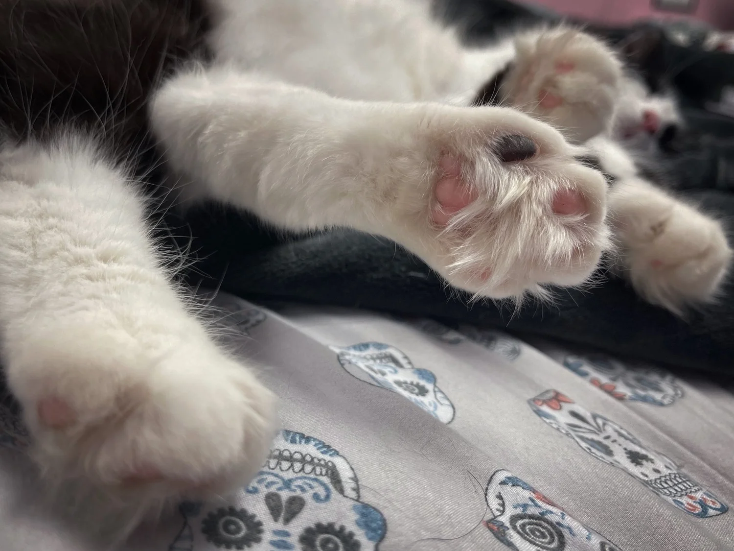 Meet Cheese — Lucky Cats Rescue