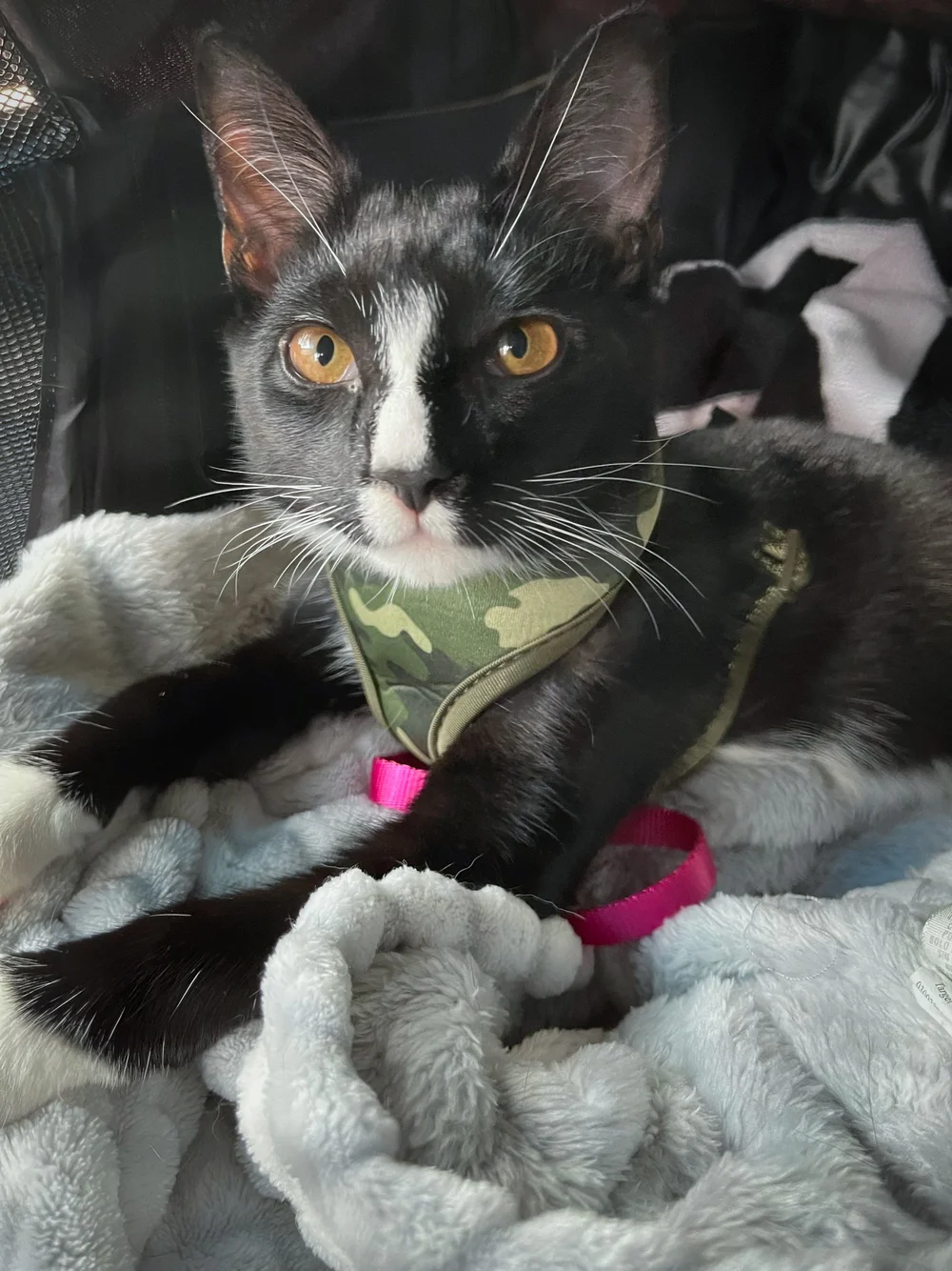 Sanctuary Cats — Lucky Cats Rescue