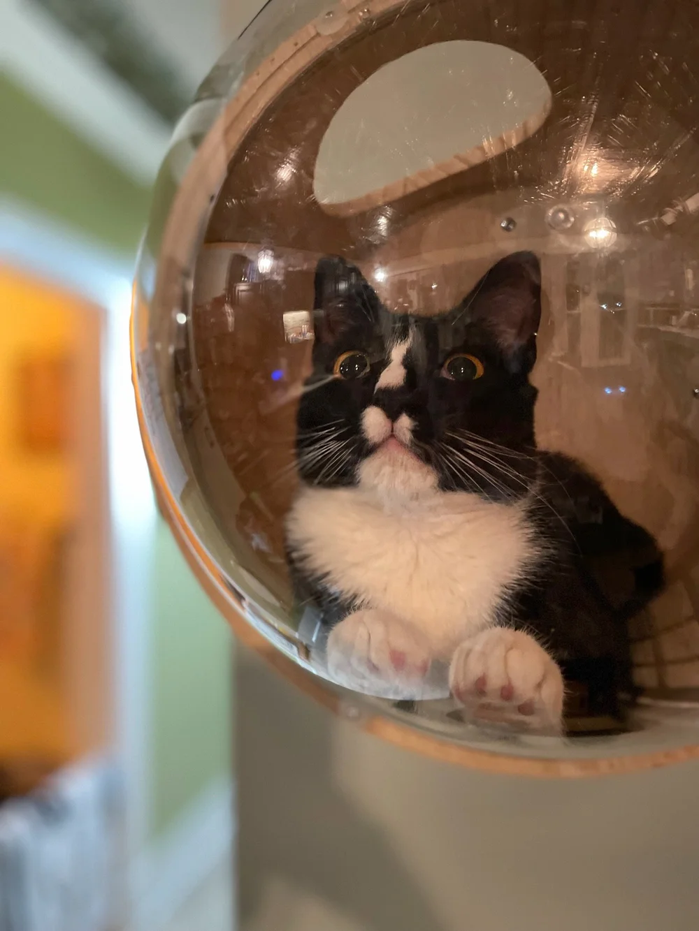 Meet Lil Kim — Lucky Cats Rescue