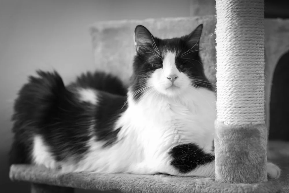 Meet Cheese — Lucky Cats Rescue