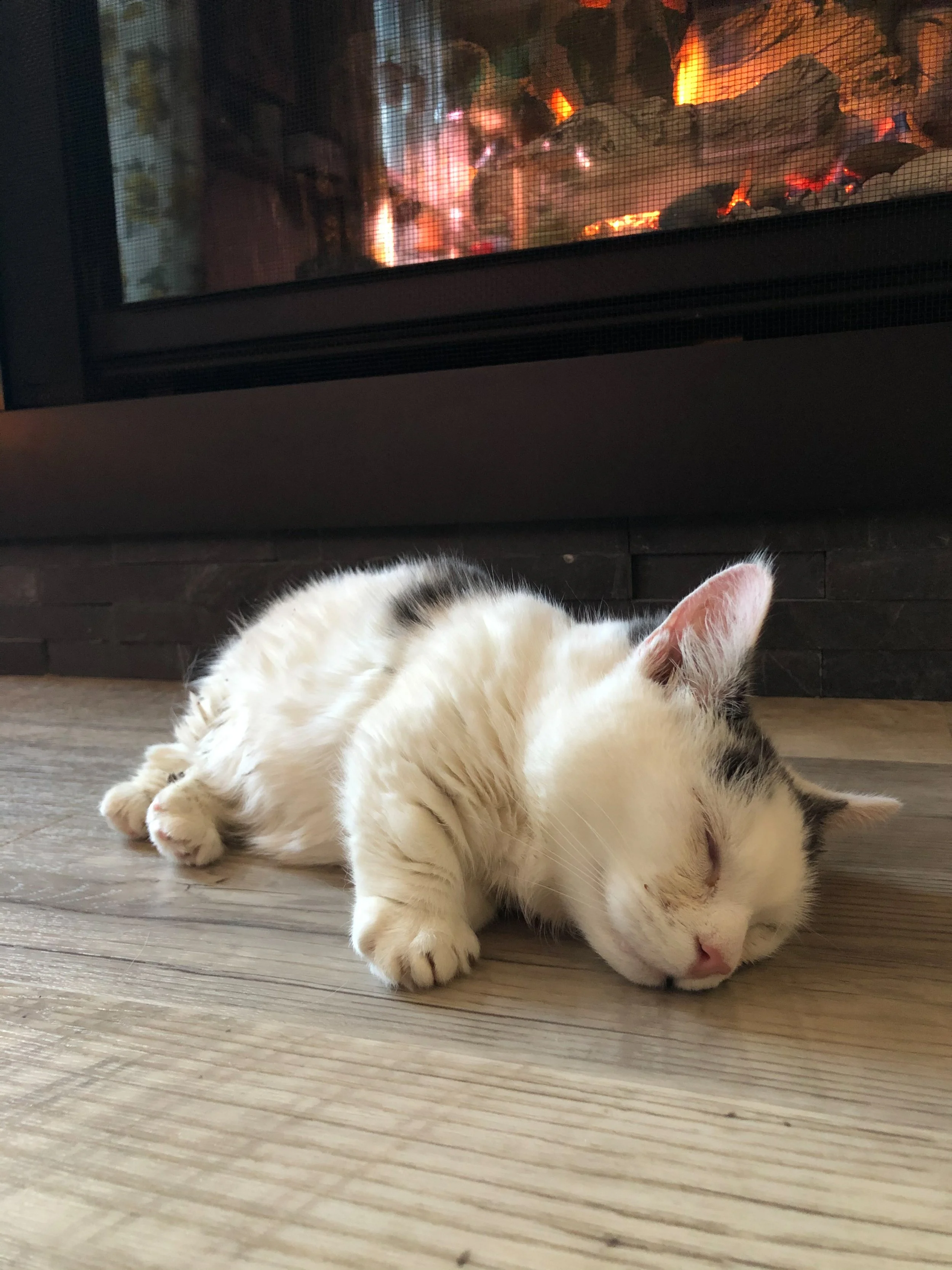 Meet Potato — Lucky Cats Rescue