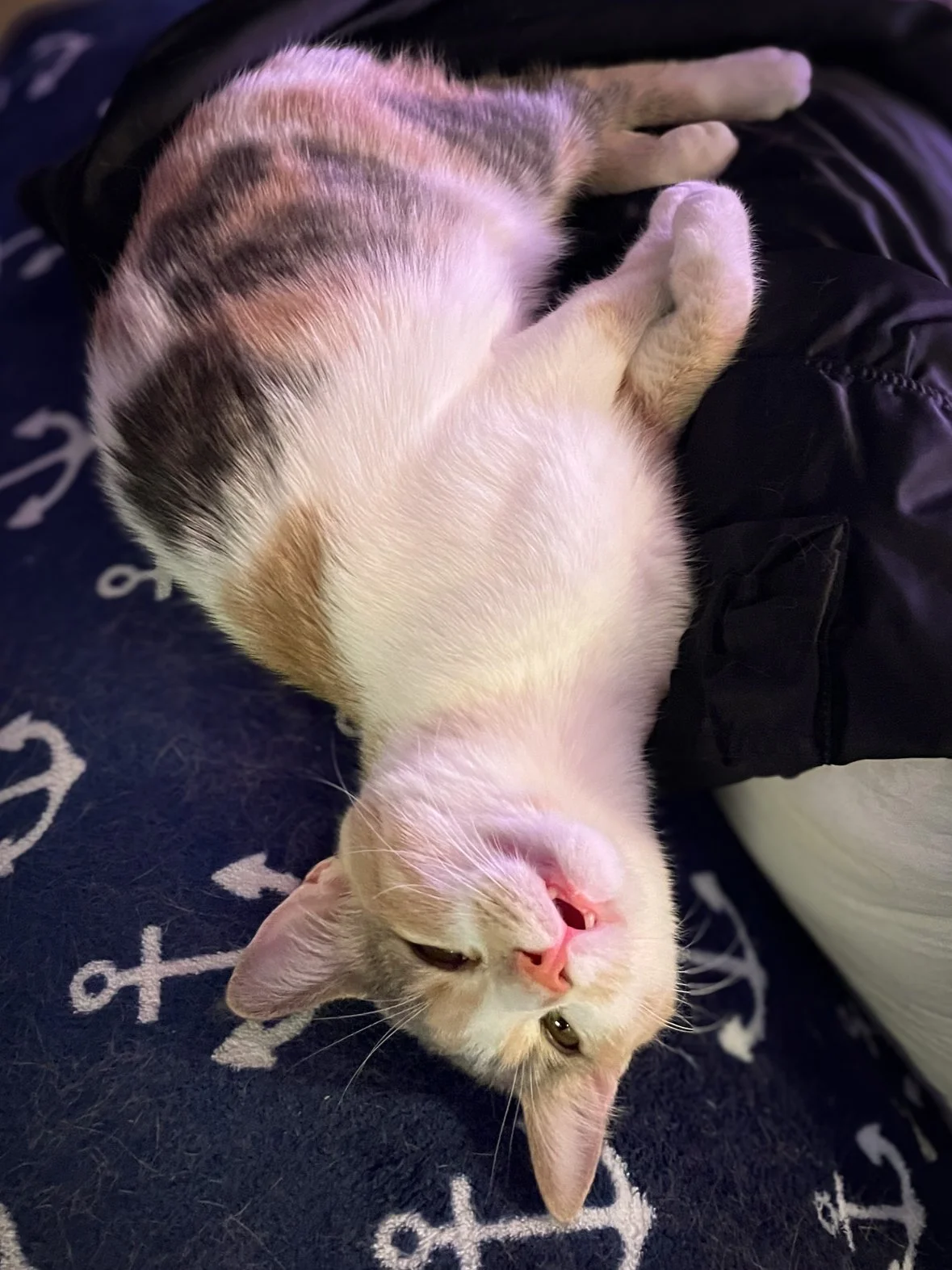 Meet Claire — Lucky Cats Rescue