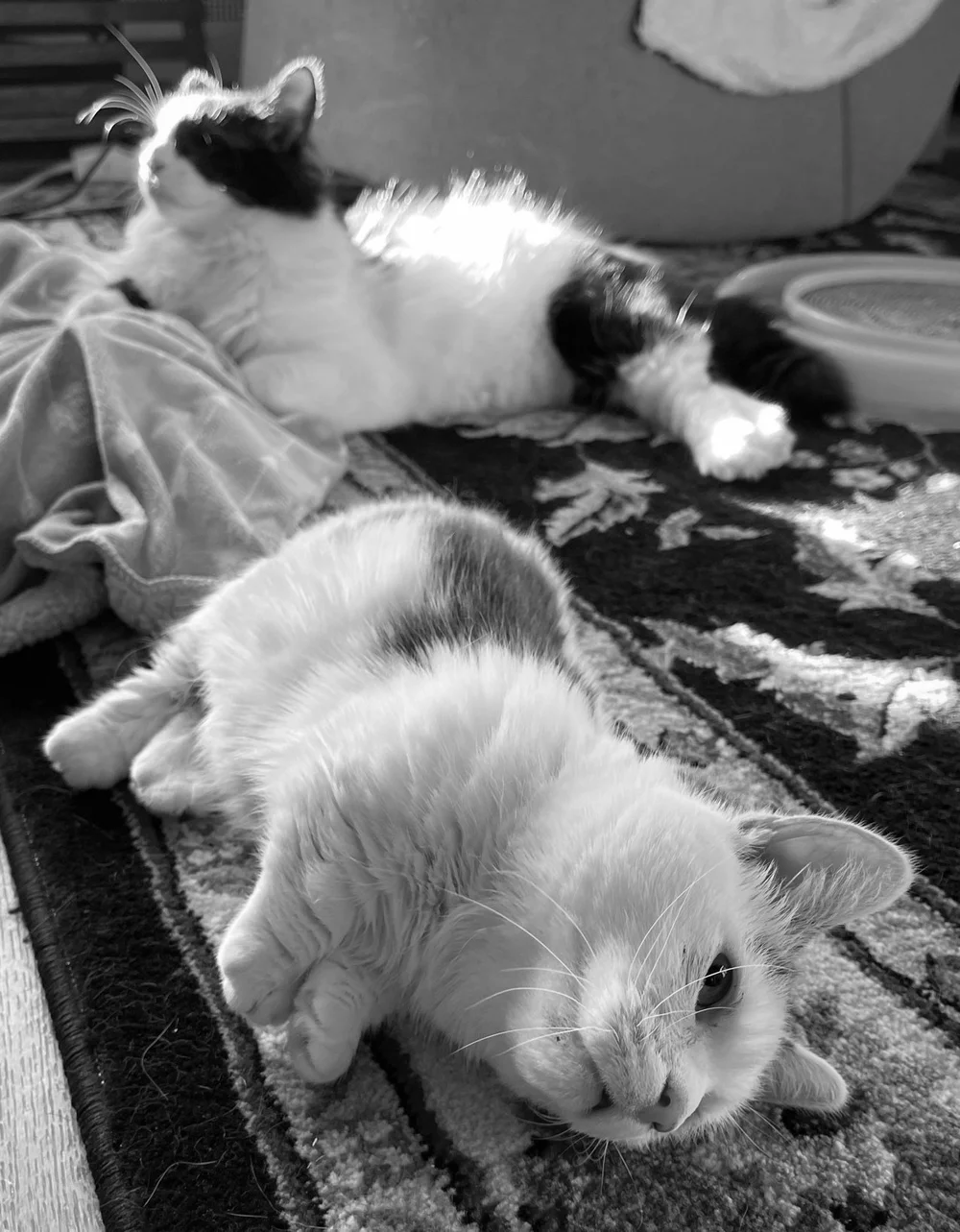 Meet Cheese — Lucky Cats Rescue