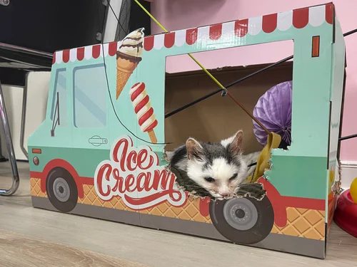 Meet Potato — Lucky Cats Rescue