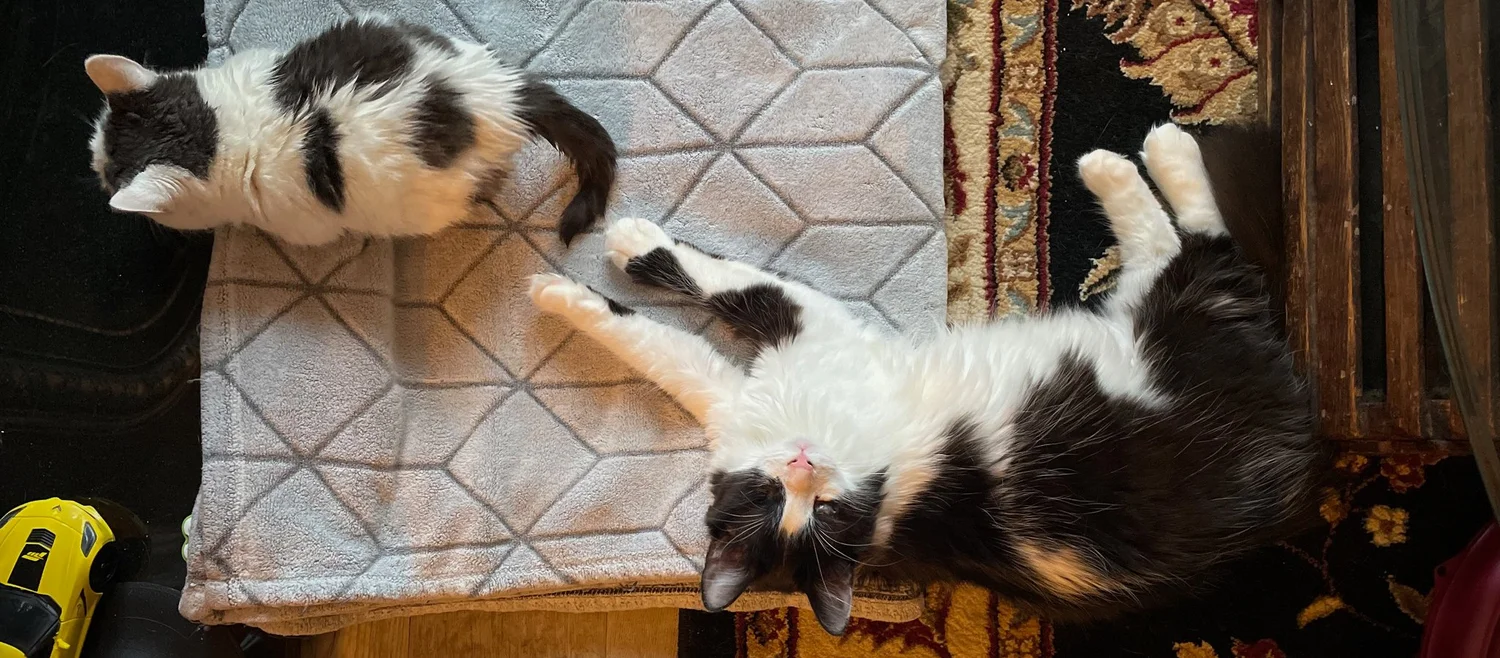Meet Cheese — Lucky Cats Rescue
