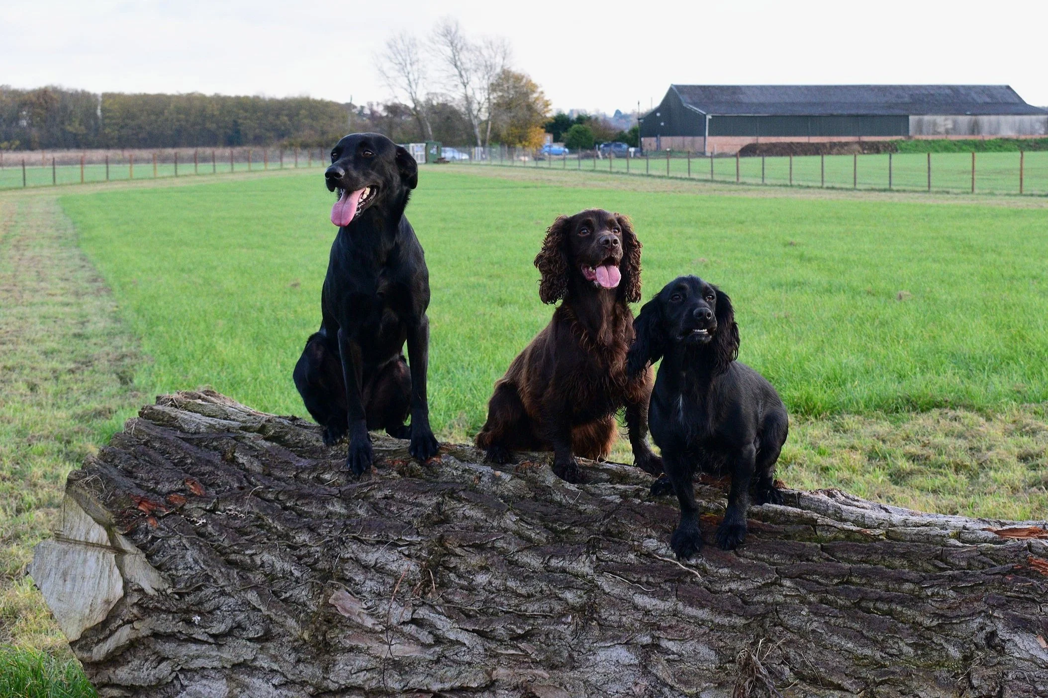 Top Dog Paddocks