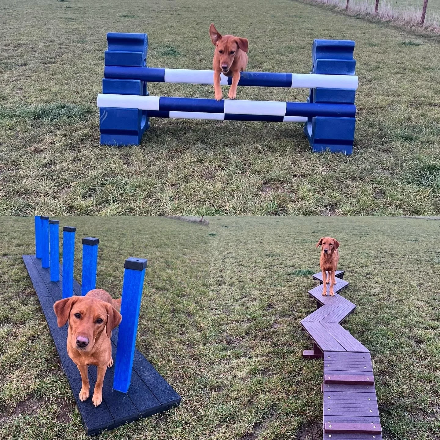 Our Paddocks — Top Dog Paddocks