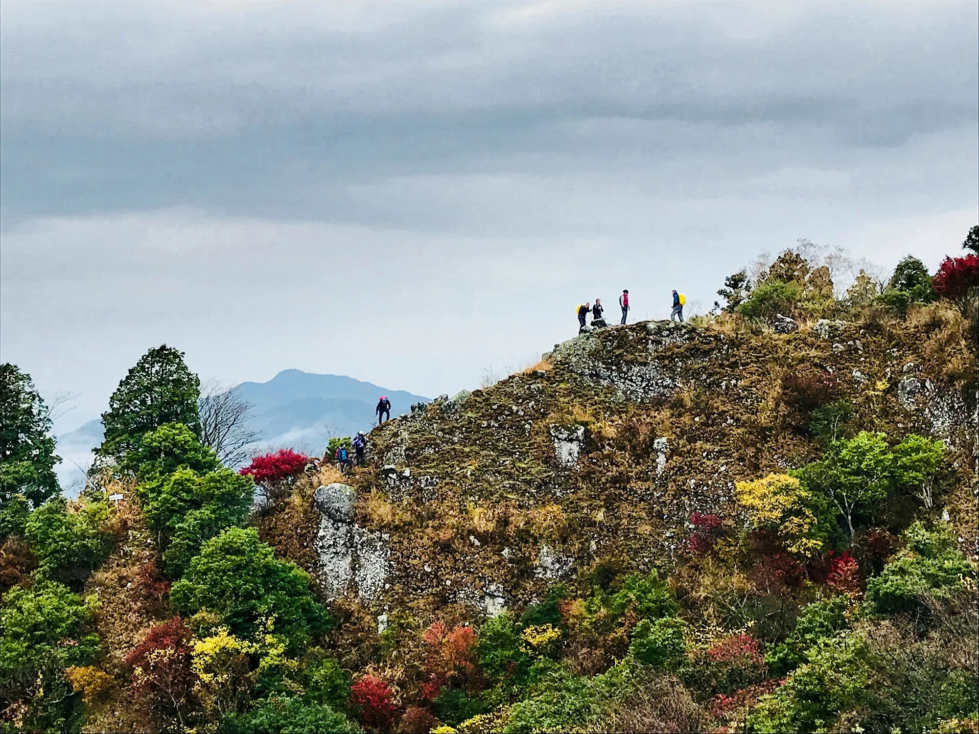 Wild Japan — Tropical Ice