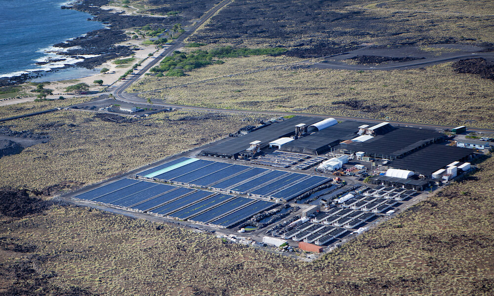 Big Island Abalone Farm — Big Island Abalone