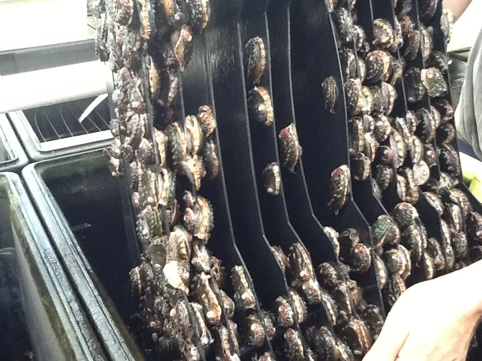 About Us — Big Island Abalone