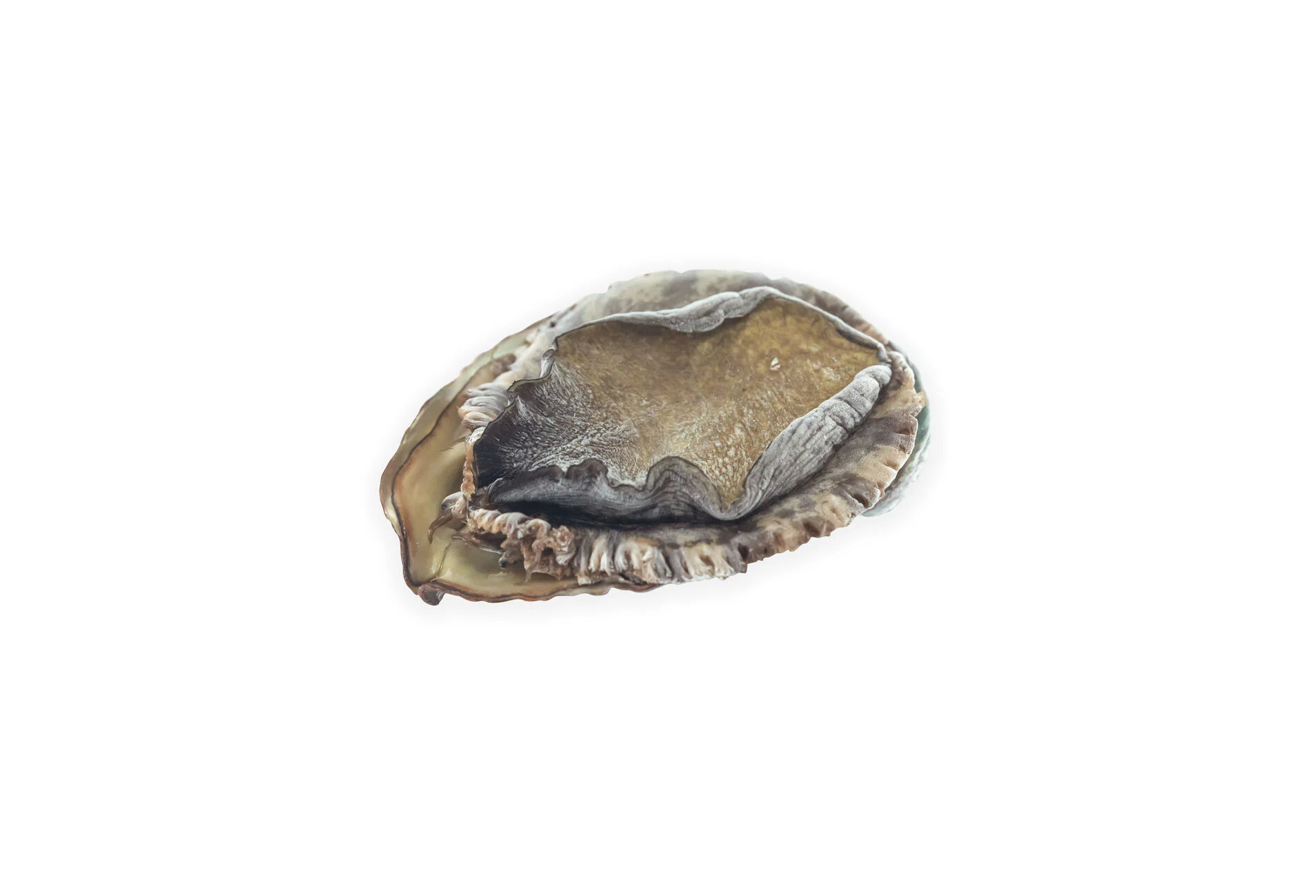 Abalone Aquaculture Farm in Kailua-Kona – Farm Tours, Food Trucks, DIY ...