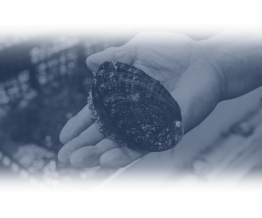 Abalone Aquaculture Farm in Kailua-Kona – Farm Tours, Food Trucks, DIY ...