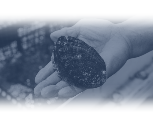 Abalone Aquaculture Farm in Kailua-Kona – Farm Tours, Food Trucks, DIY ...