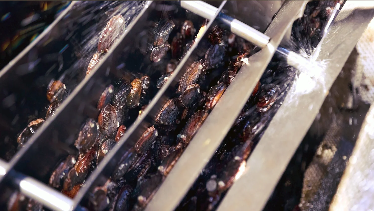 Abalone Farm Tours in Kailua-Kona — Big Island Abalone