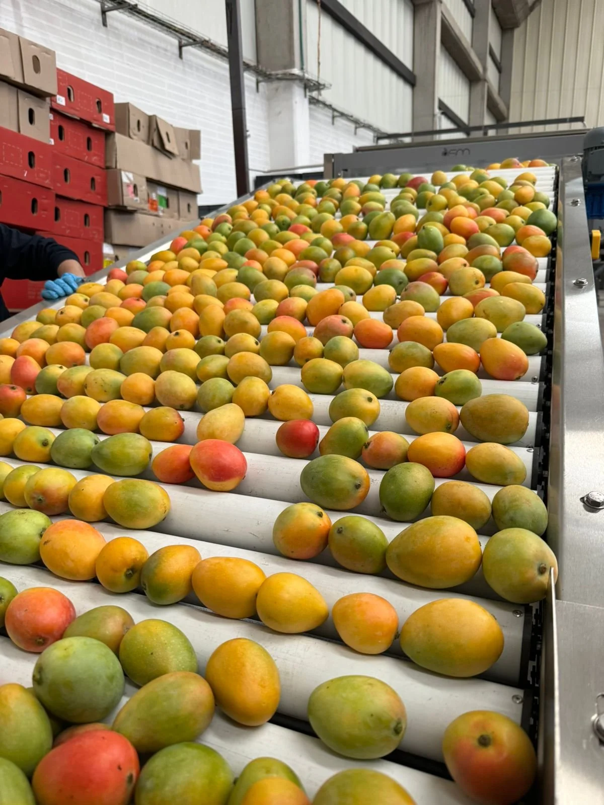 Mango Mania - North America's Love for Mangos continues to grow ...