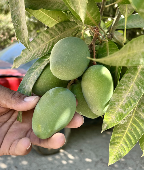 Sweet Sugar Mangos Export to Miami and New York — Goldenberry Farms