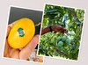 Sugar Mangos™ miniature mangos | Goldenberry Farms
