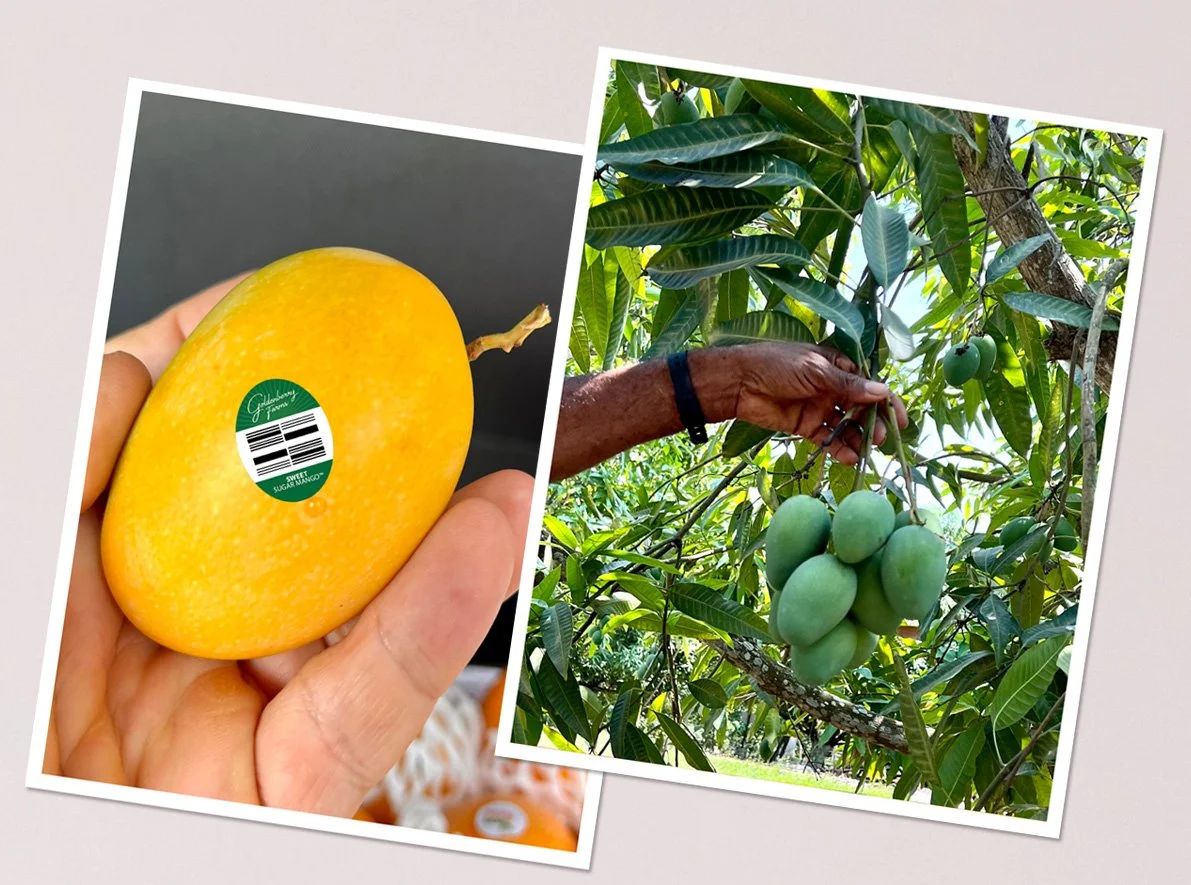 Sugar Mangos™ miniature mangos | Goldenberry Farms