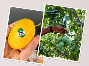 Sugar Mangos™ | Goldenberry Farms