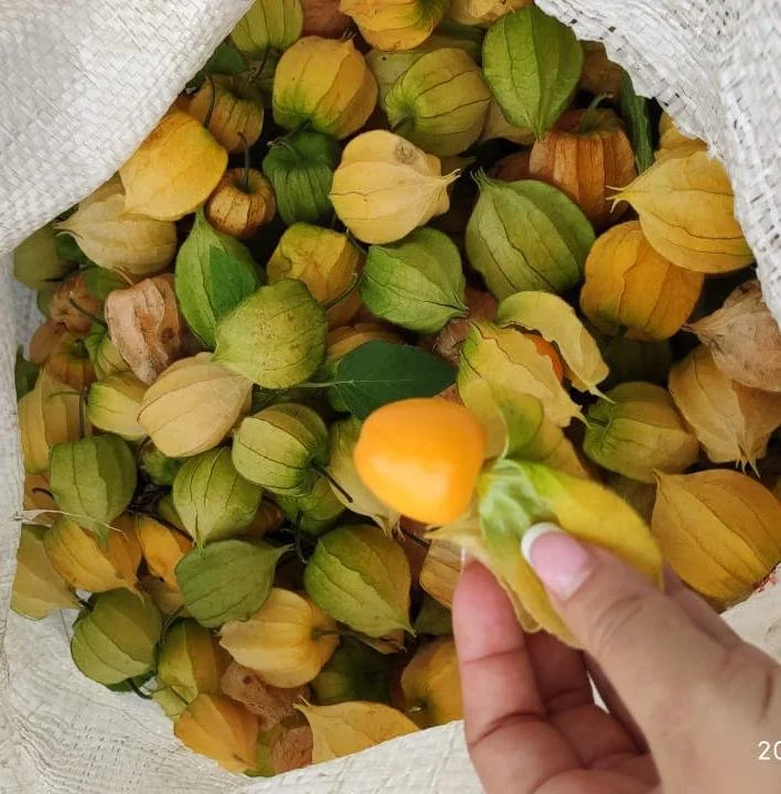 The Incredible Health Benefits of the Goldenberry — Goldenberry Farms