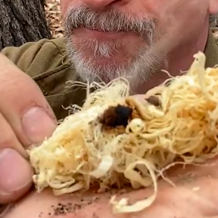The bamboo fire saw friction fire method - Step-by-step guide — Dug ...