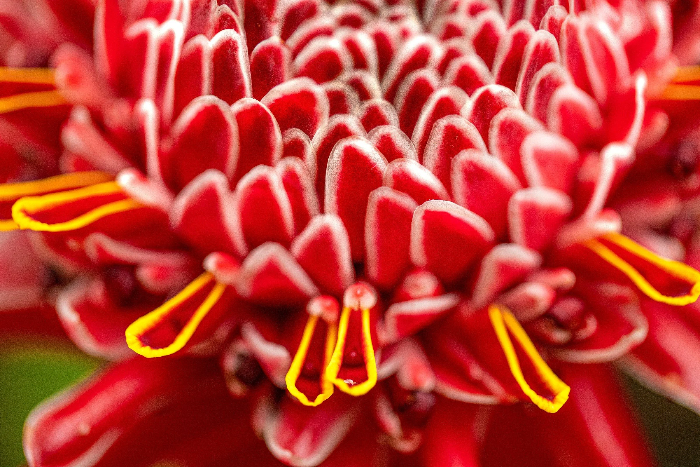 Macro — Diego Calvo Photo