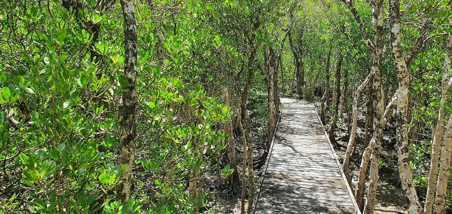 Jack Barnes Mangrove Boardwalk — Coffee in Cairns