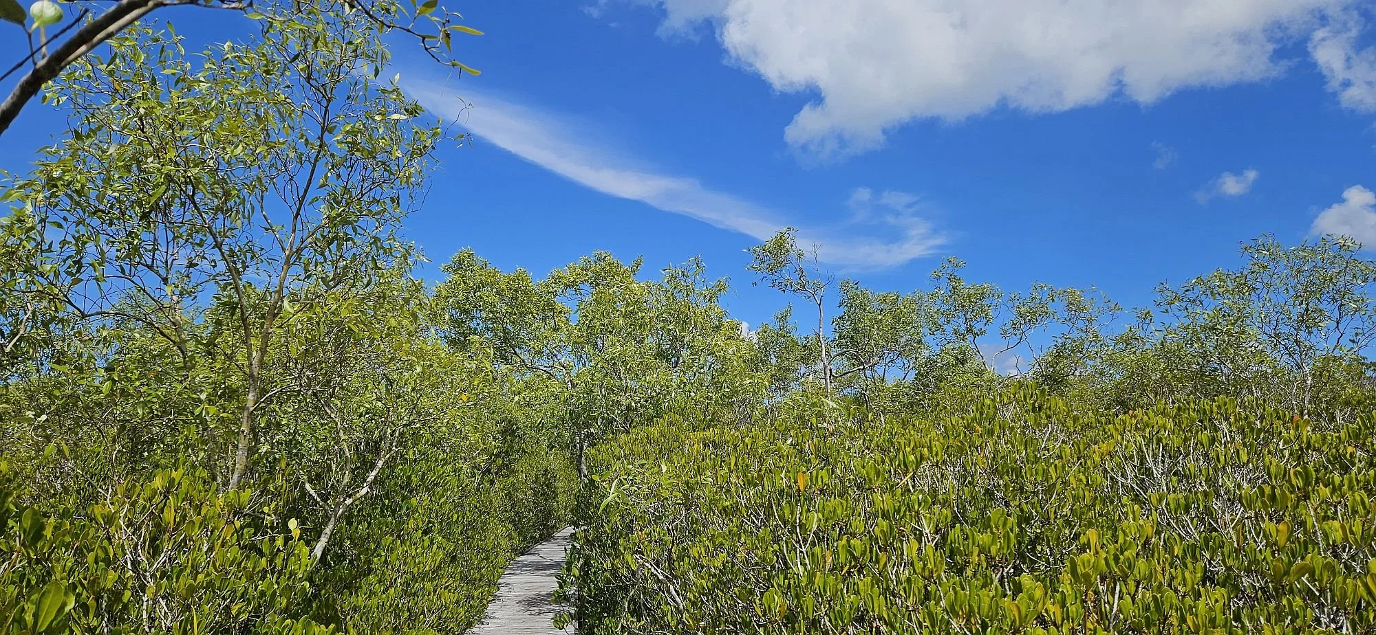 Jack Barnes Mangrove Boardwalk — Coffee in Cairns
