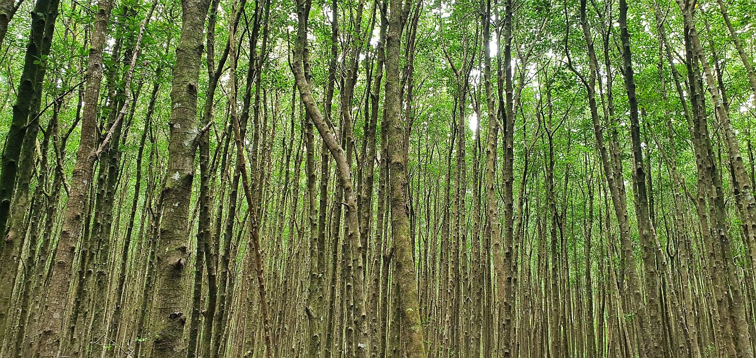 Jack Barnes Mangrove Boardwalk — Coffee in Cairns