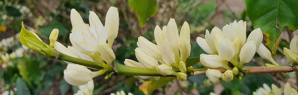 Coffee Plantations — Coffee in Cairns