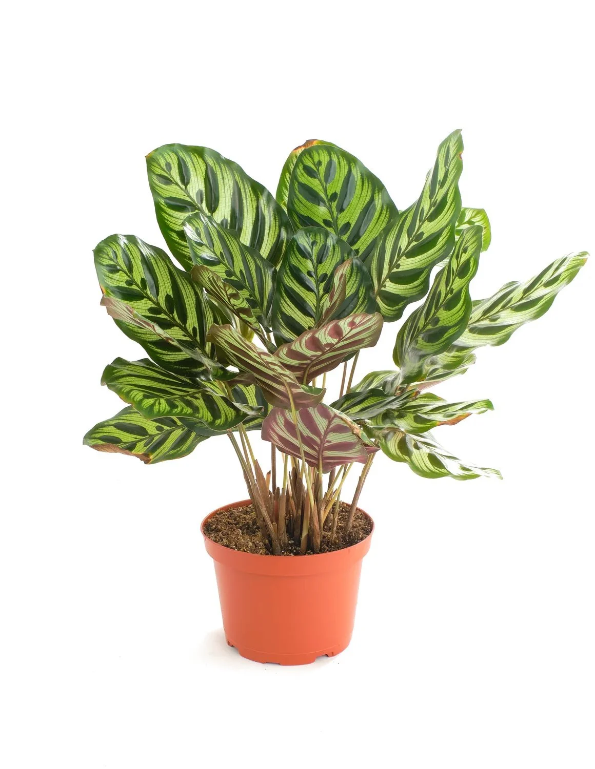 Store 1 — Hella Plants Market