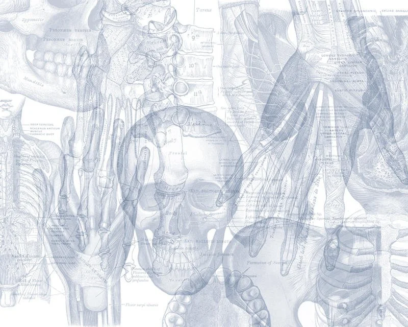 Anatomy & Physiology — Science at St. Andrew's