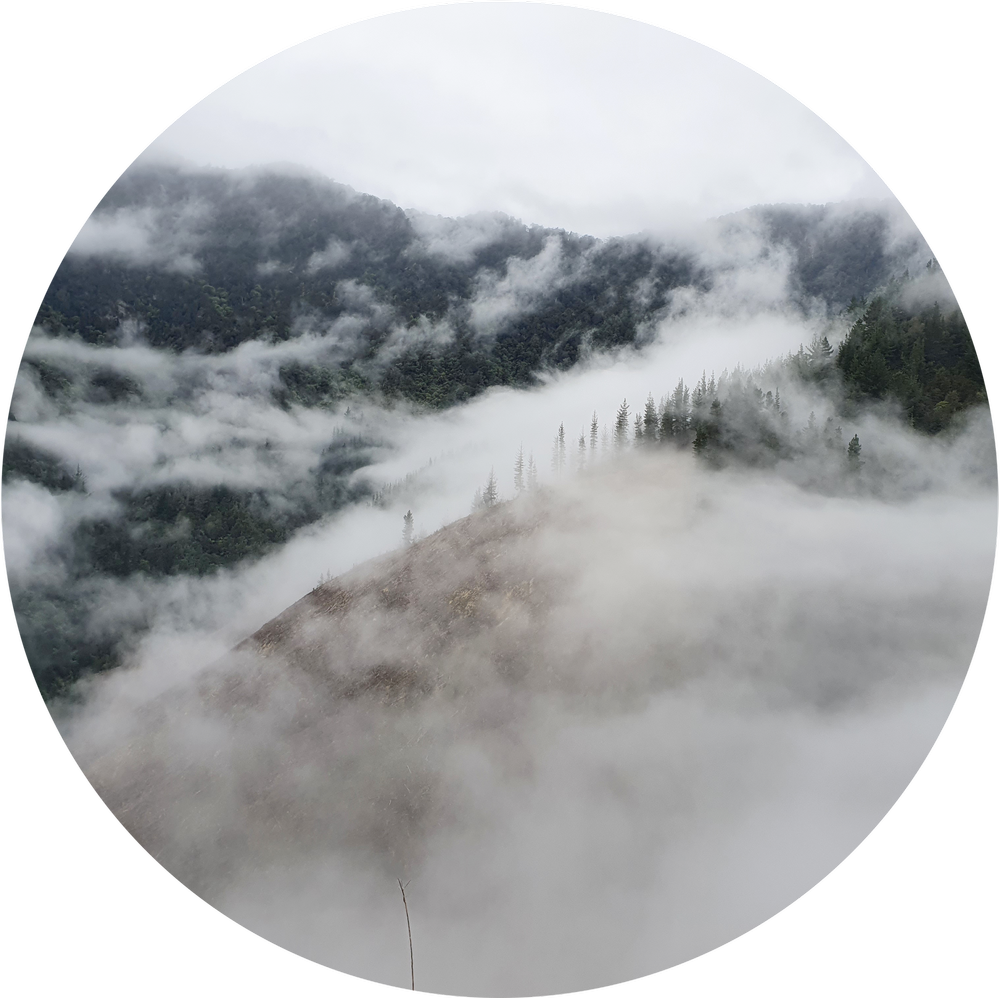 ETS & Carbon Advice — Forest Management Group