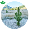 Forest Management Group