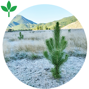 Forest Management Group