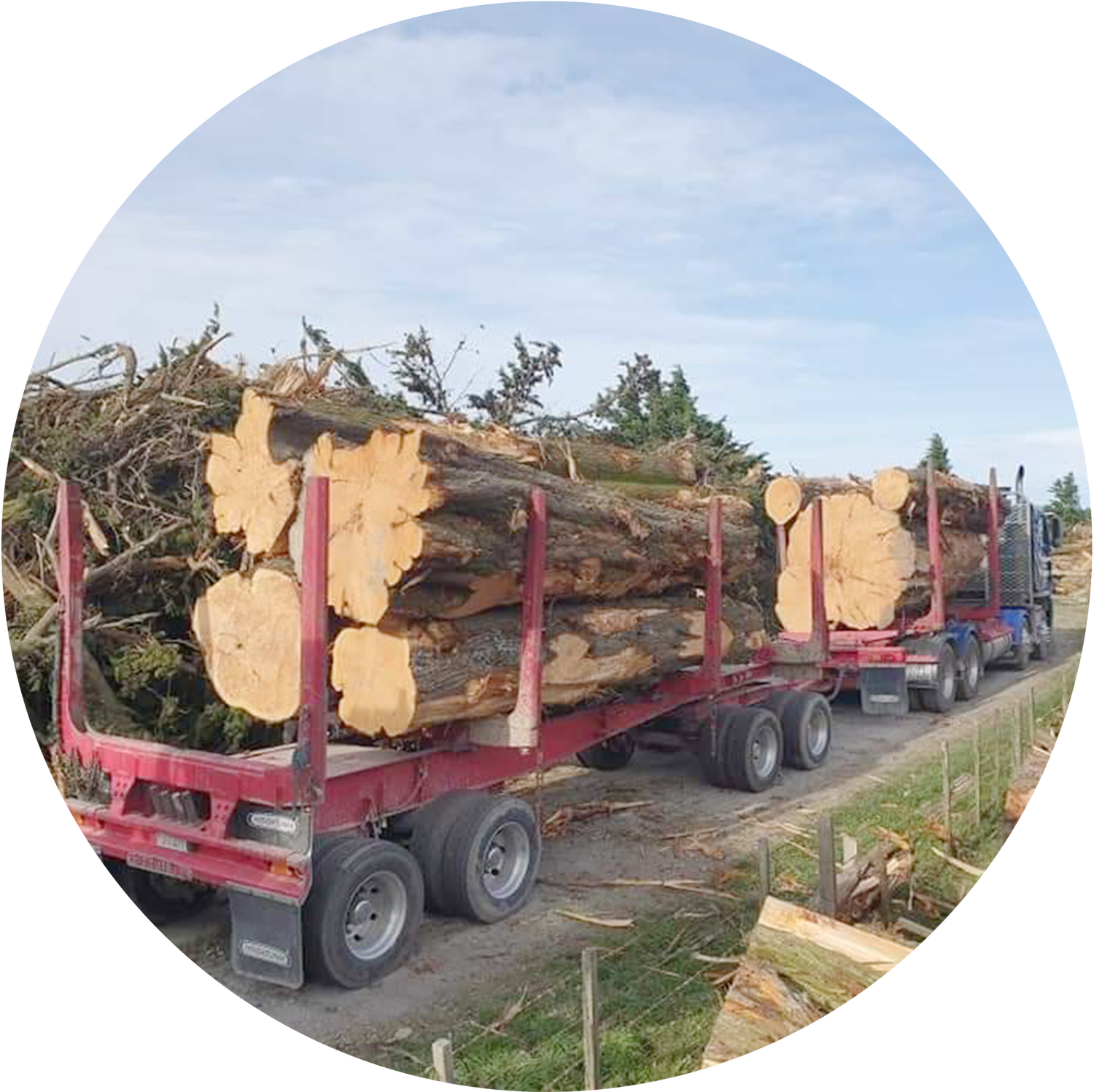 ABOUT US — Forest Management Group