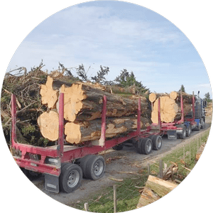 ABOUT US — Forest Management Group